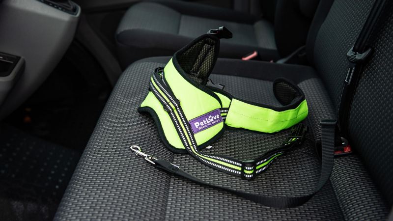 Safe Van Travel for Dogs | Dogs in Vans | VW Vans